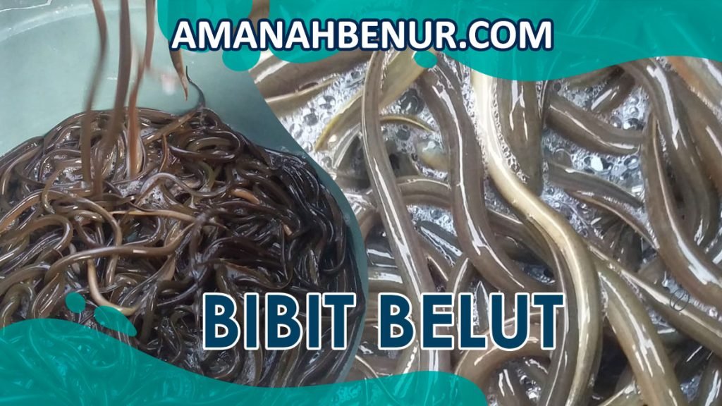 Jual Bibit Belut - Jenis Belut Sawah Unggul - Harga Murah Grosir