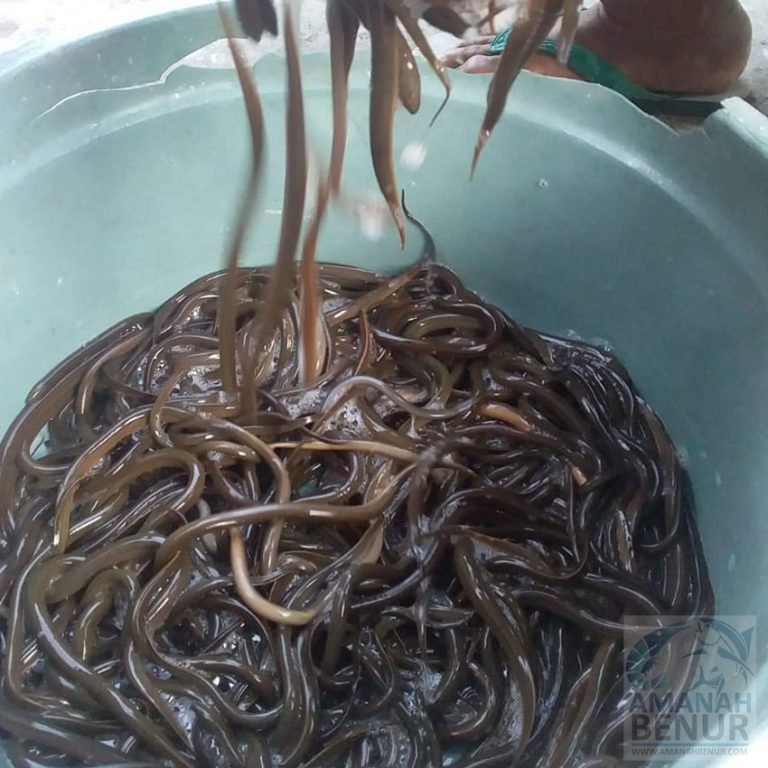 Jual Bibit Belut - Jenis Belut Sawah Unggul - Harga Murah Grosir