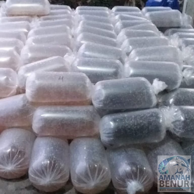 Jual Bibit Ikan Gurame - Benih Gurami Murah Berkualitas Unggul, Ideal ...